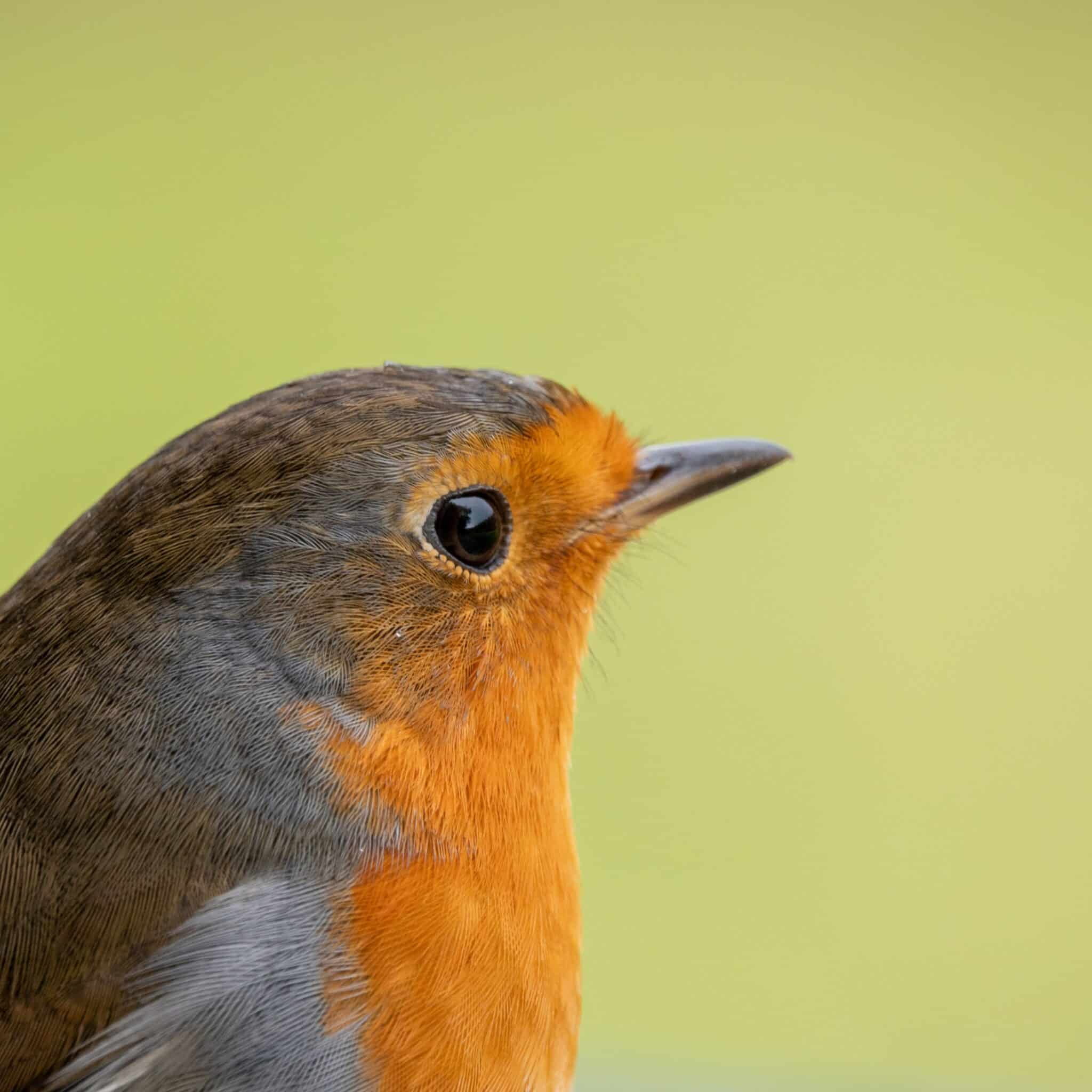 Bird Photography Workshop at Tropical Audubon Society